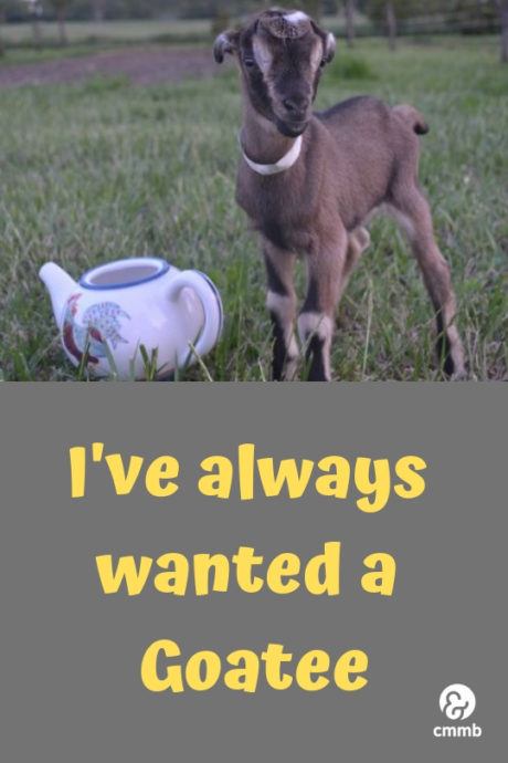 You Have Goat to Be Kidding Me! (Warning: Terrible Goat Puns for # ...
